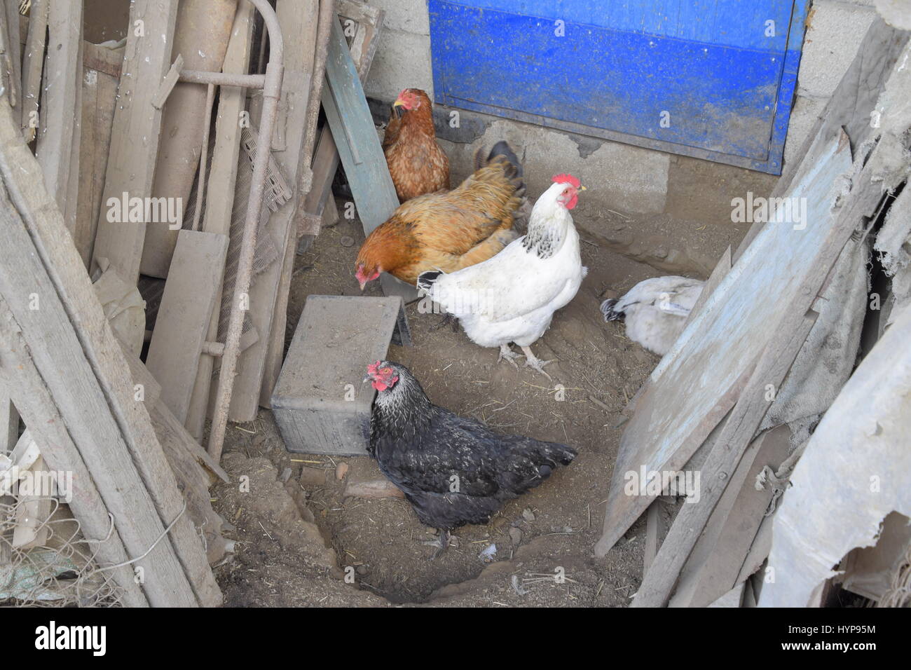 Hens in the yard of a hen house. Cultivation of poultry Stock Photo - Alamy