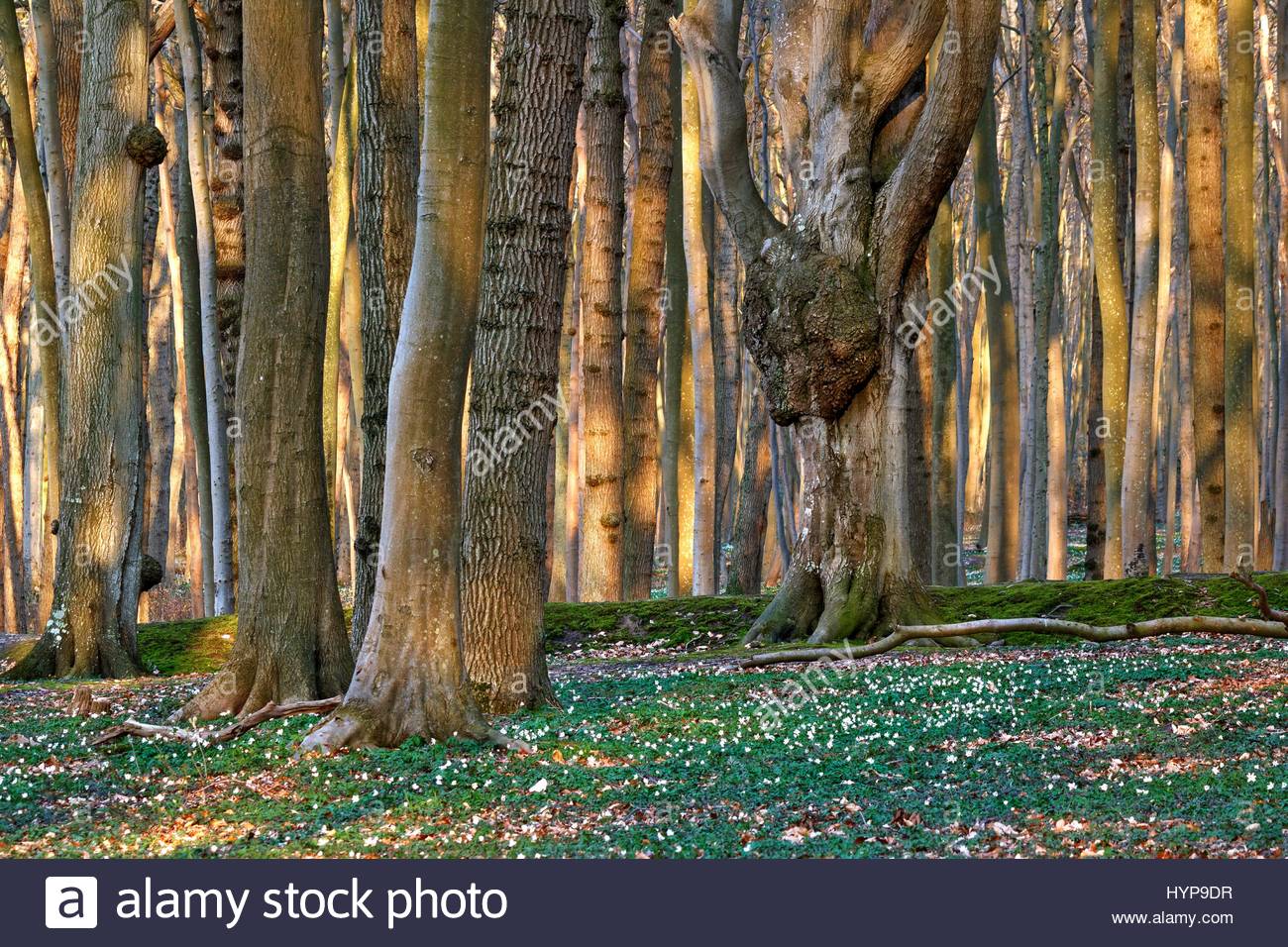Ghost Forest Nienhagen Mecklenburg Vorpommern Germany Stock Photos ...