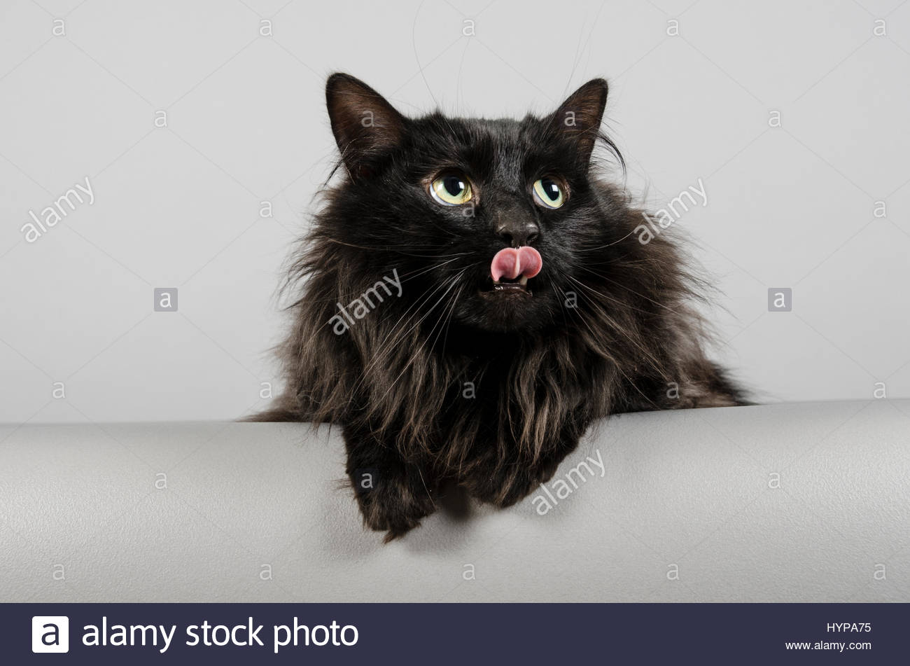Crouched Cat Stock Photos & Crouched Cat Stock Images - Alamy