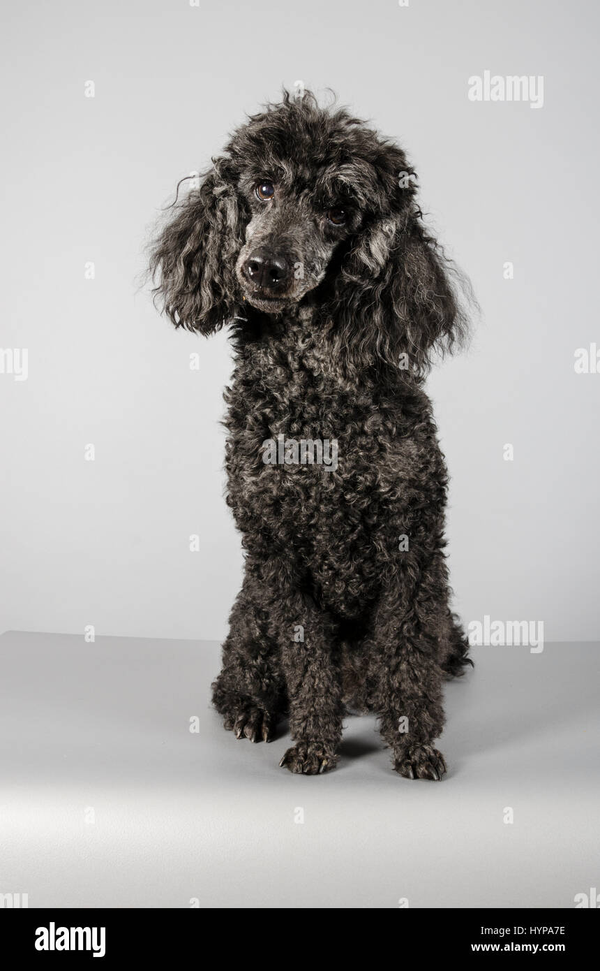 Grey Miniature Poodle High Resolution Stock Photography and Images - Alamy