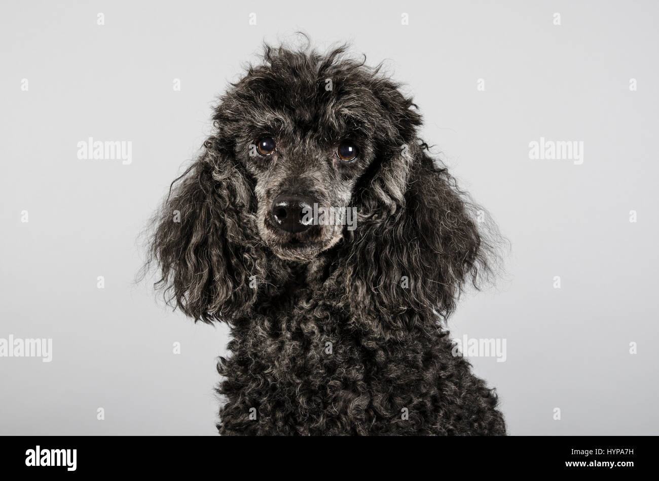 Grey miniature poodle dog hi-res stock photography and images - Alamy