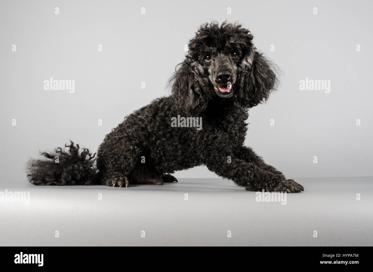 Grey Miniature Poodle High Resolution Stock Photography and Images - Alamy