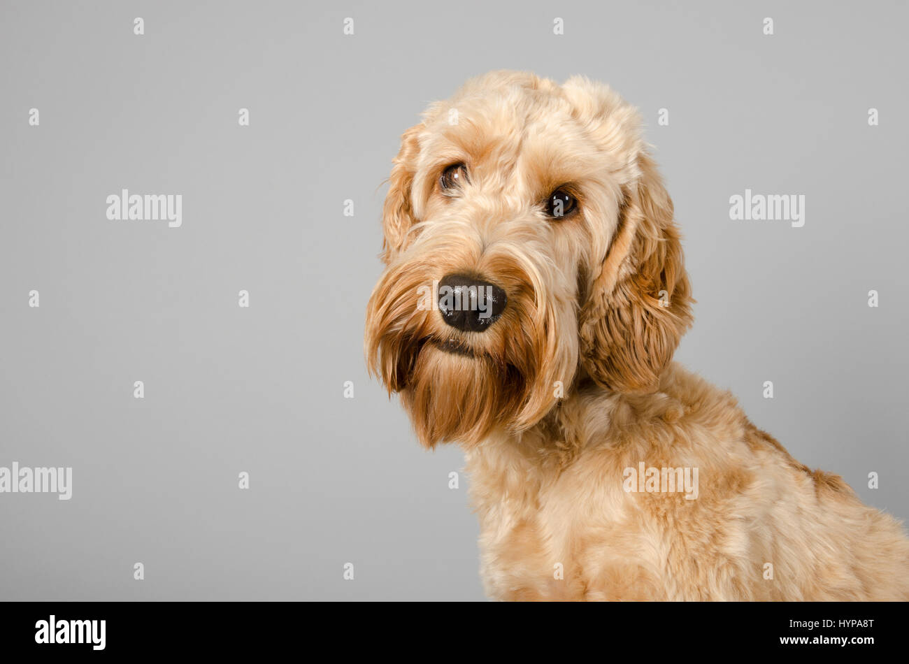Cockapoo hi-res stock photography and images - Alamy