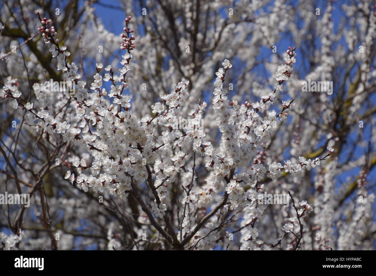Blooming wild apricot in the garden. Spring flowering trees ...