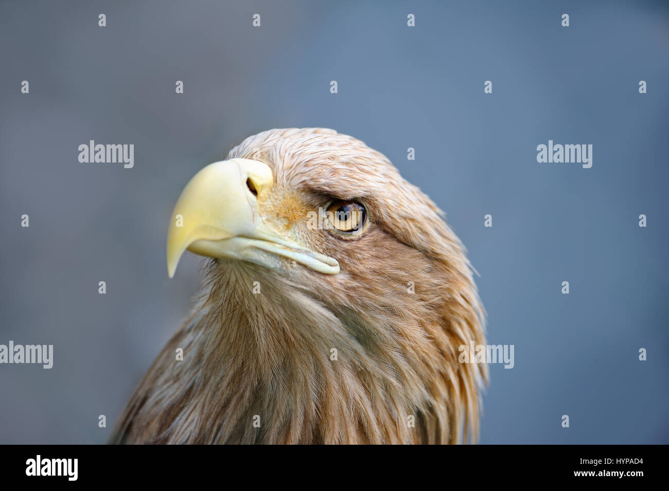 Eagle face in the horizontal composition Stock Photo - Alamy