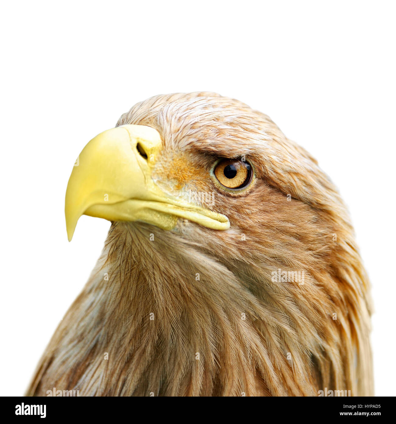Eagle head isolated on white Stock Photo - Alamy