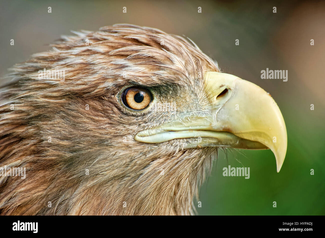 Portrait of eagle Stock Photo - Alamy