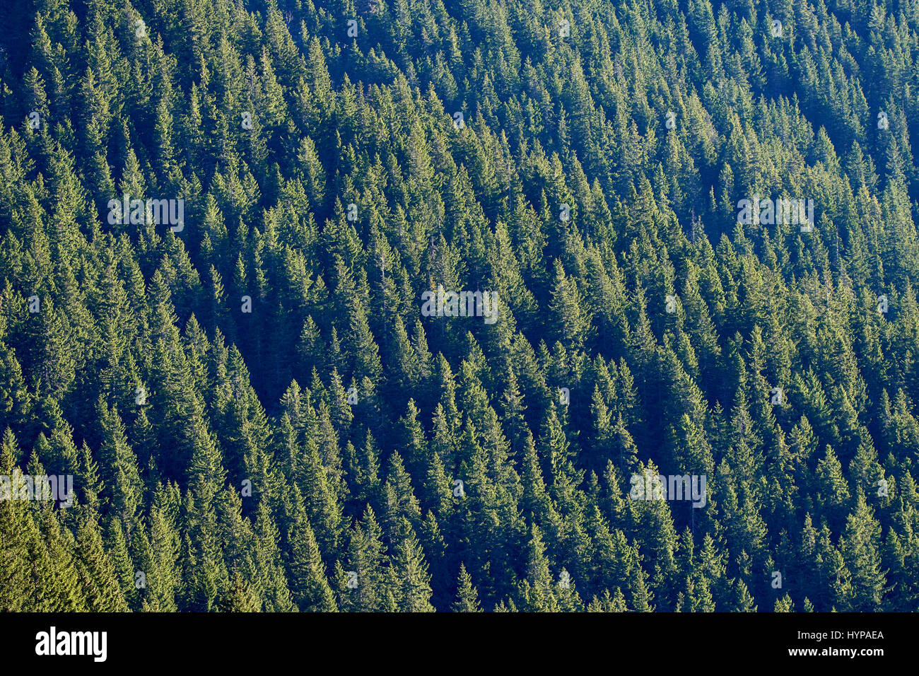 Aerial landscape over pine forests on a mountain Stock Photo - Alamy