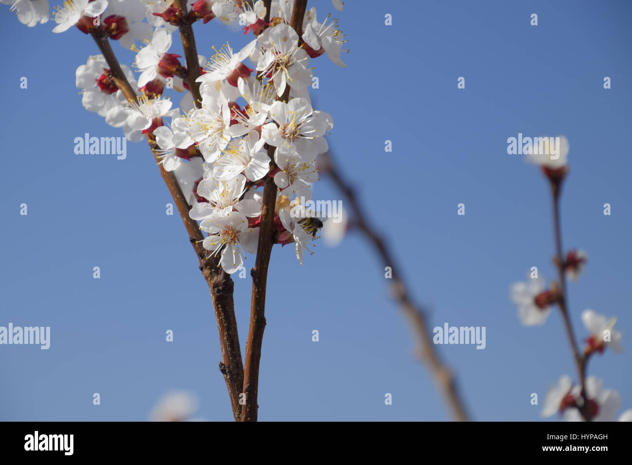 Blooming wild apricot in the garden. Spring flowering trees ...