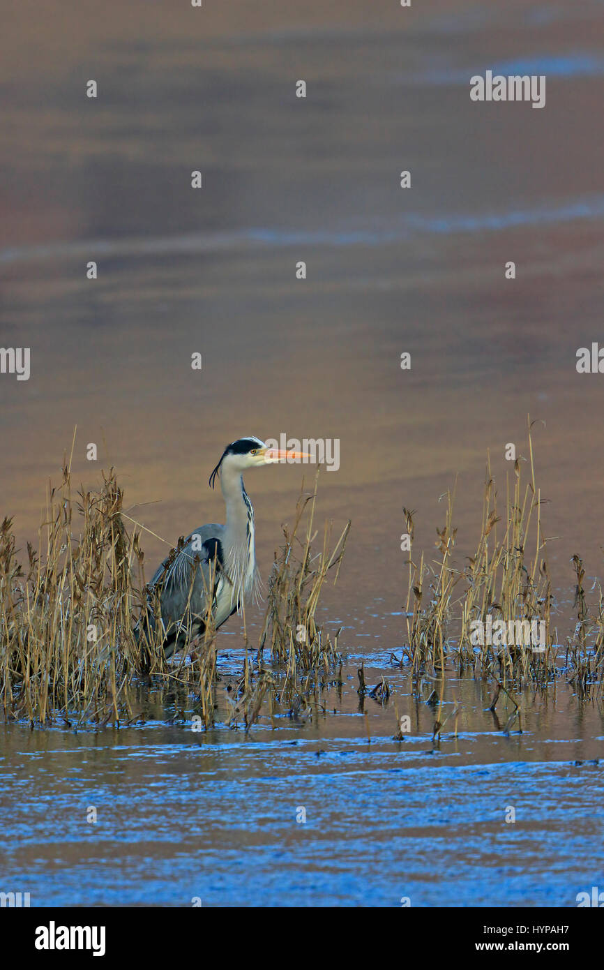 Grey Heron Reeds High Resolution Stock Photography and Images - Alamy