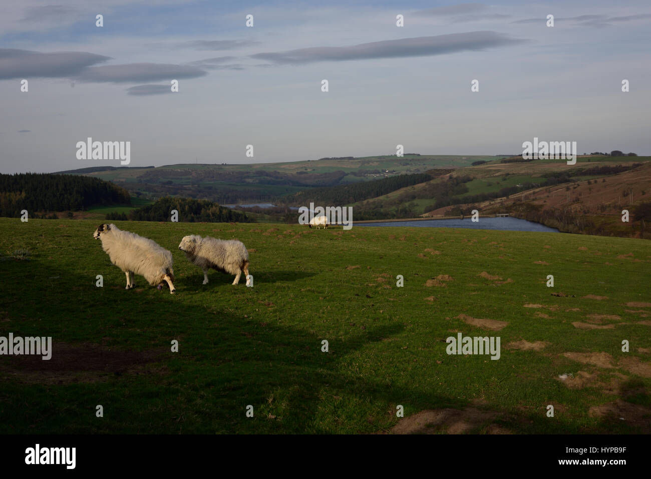 Strines moor, Peek District Stock Photo - Alamy