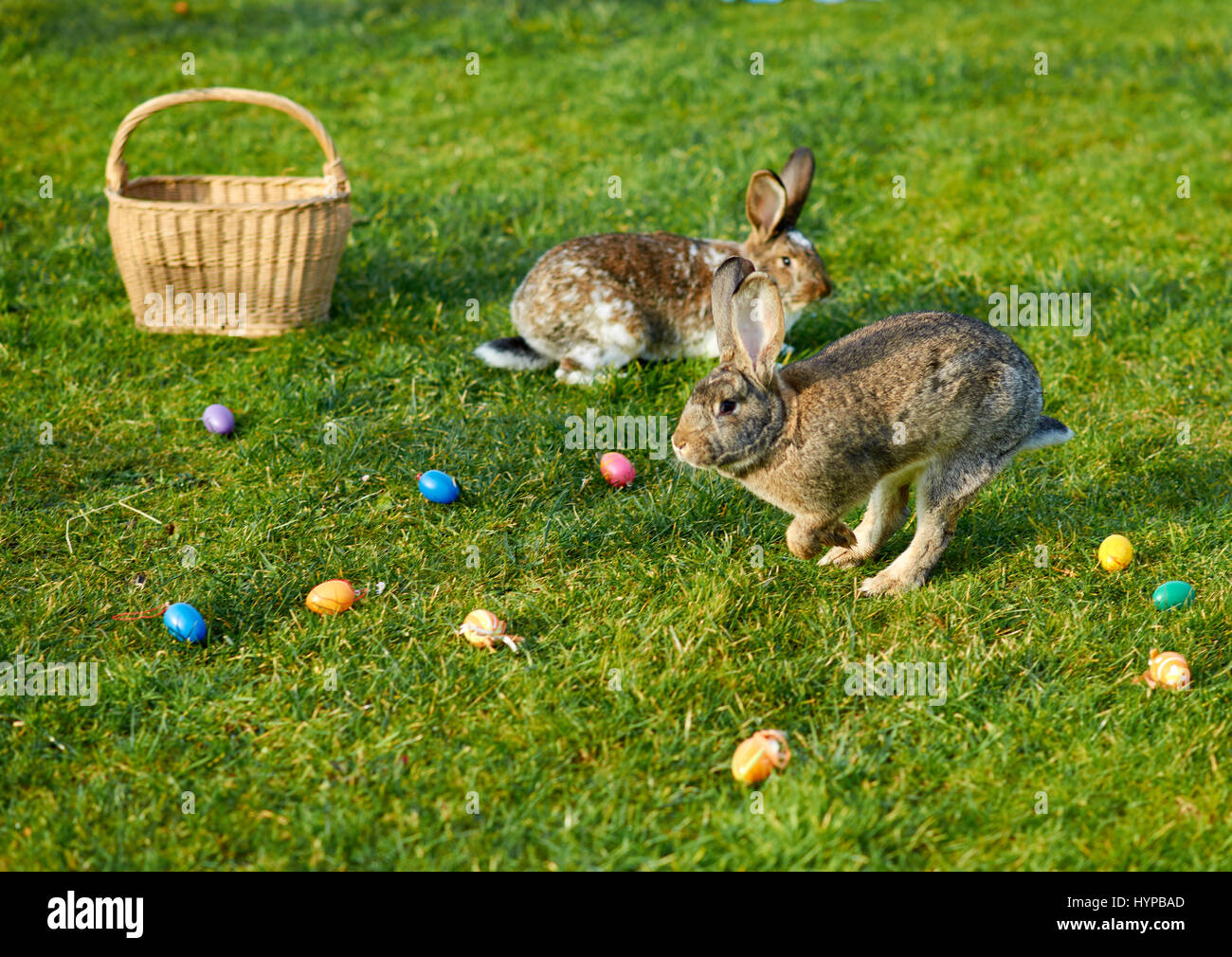 Happy easter countryside rabbit hi-res stock photography and images - Alamy