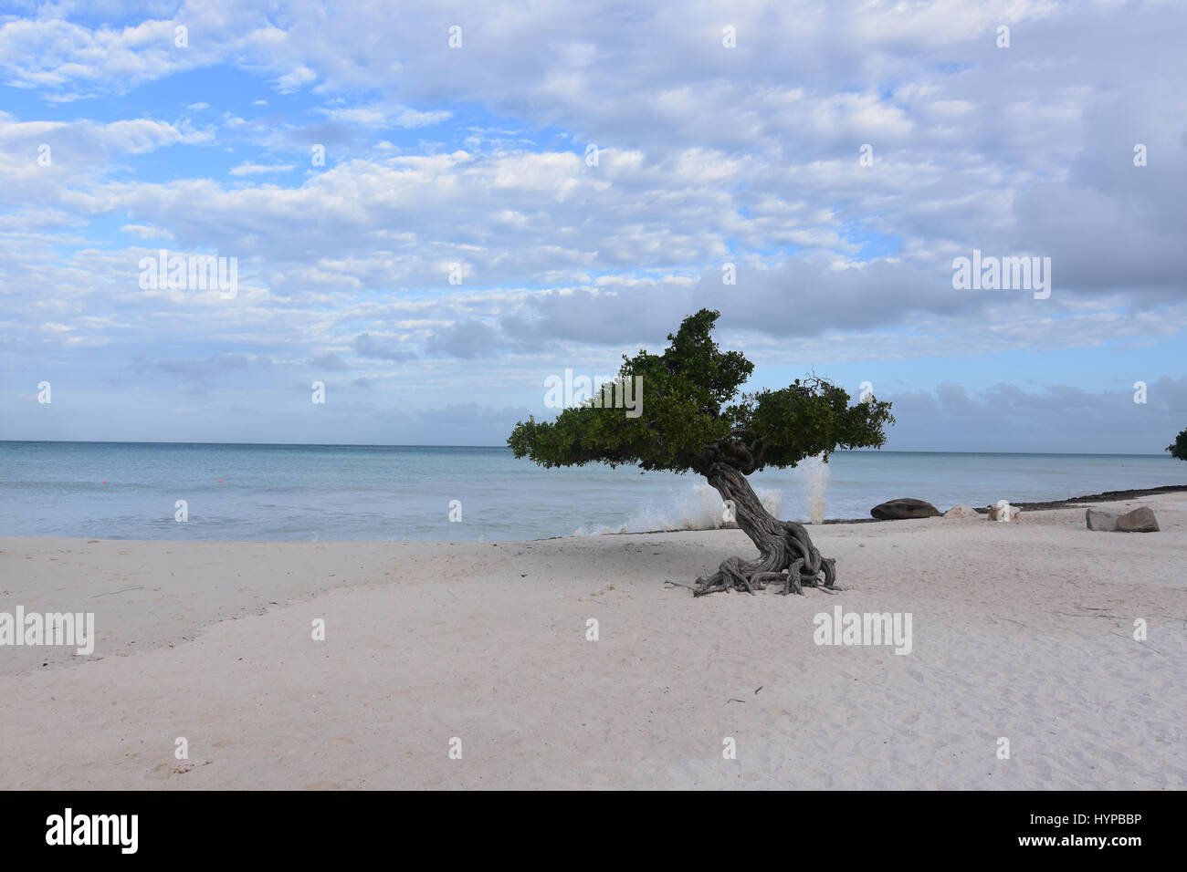 Iconic watapana tree on Eagle Beach in Aruba Stock Photo - Alamy