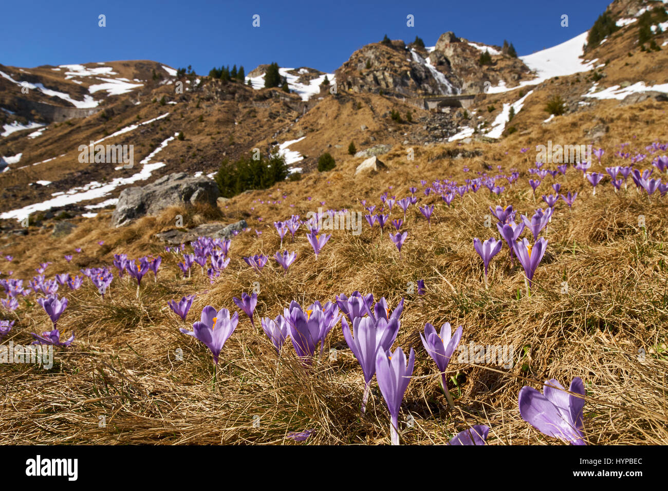 Crocus flowers in high mountains hi-res stock photography and images ...