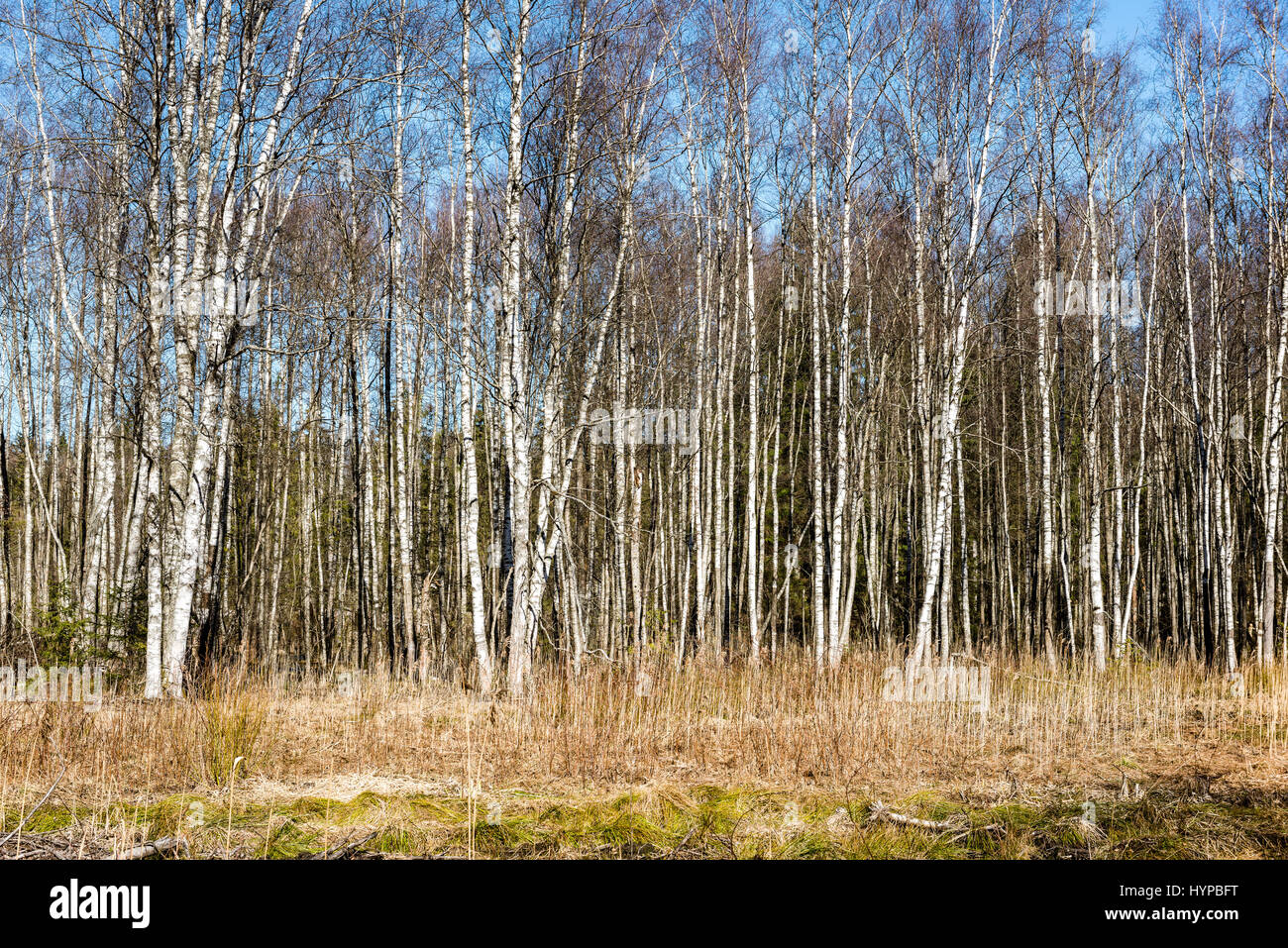 forest textured background of trees and land in early spring with ...