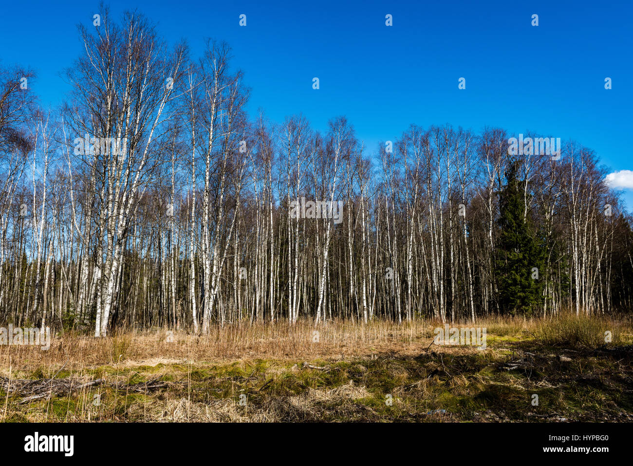forest textured background of trees and land in early spring with ...
