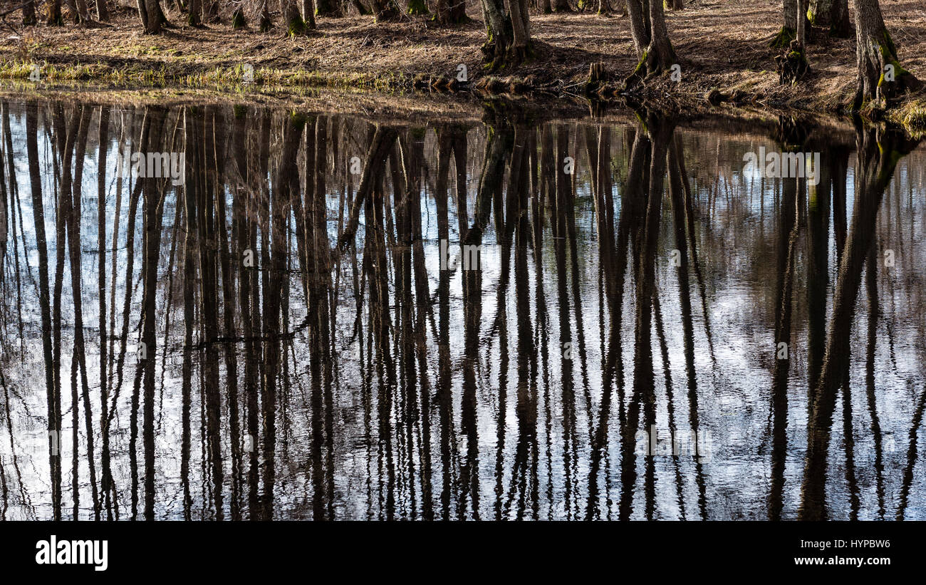 abstract reflections of beautiful trees in the lake water at summer ...