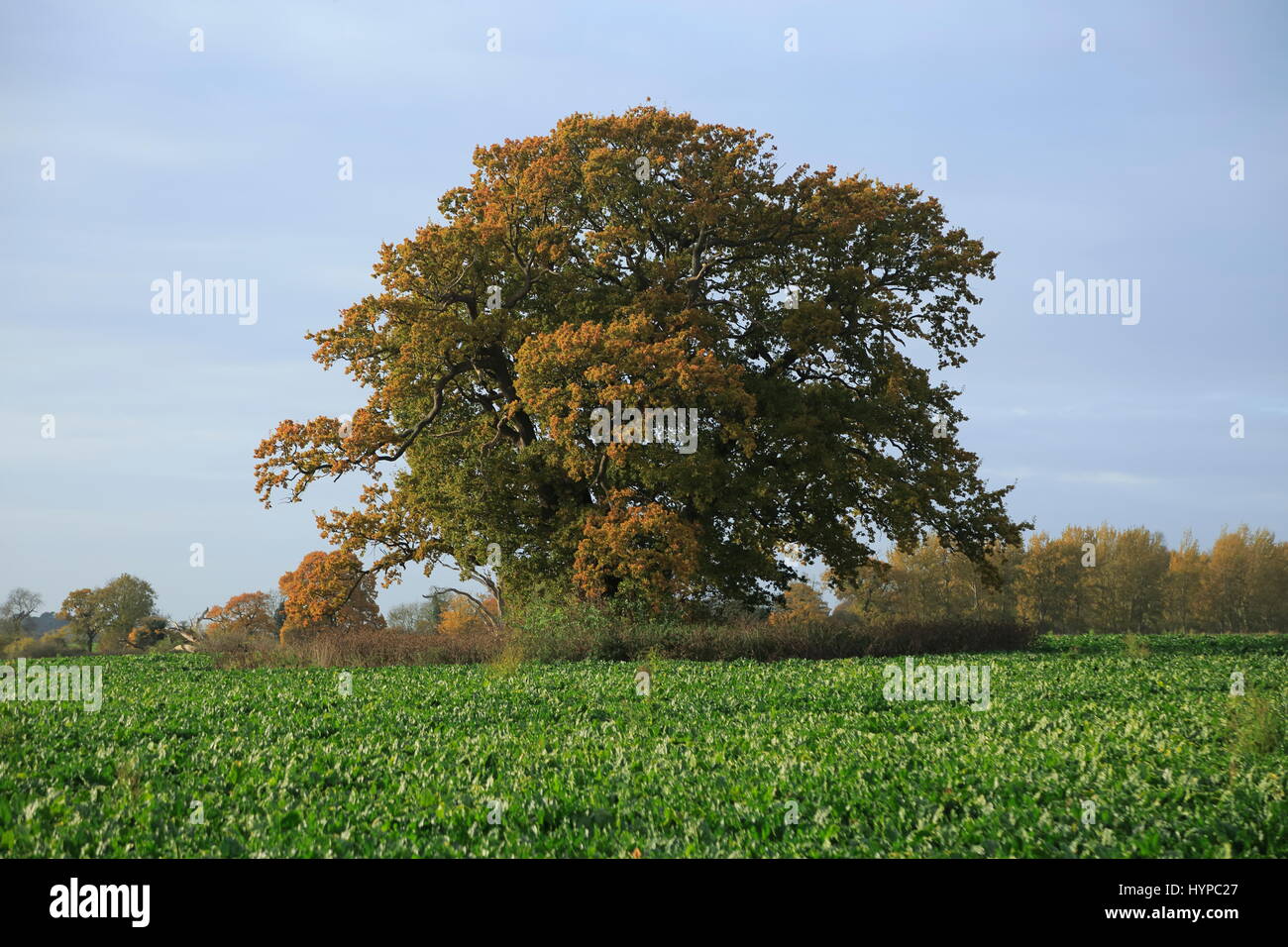 Large oak tree standing in field autumnal leaves, Sutton, Suffolk ...