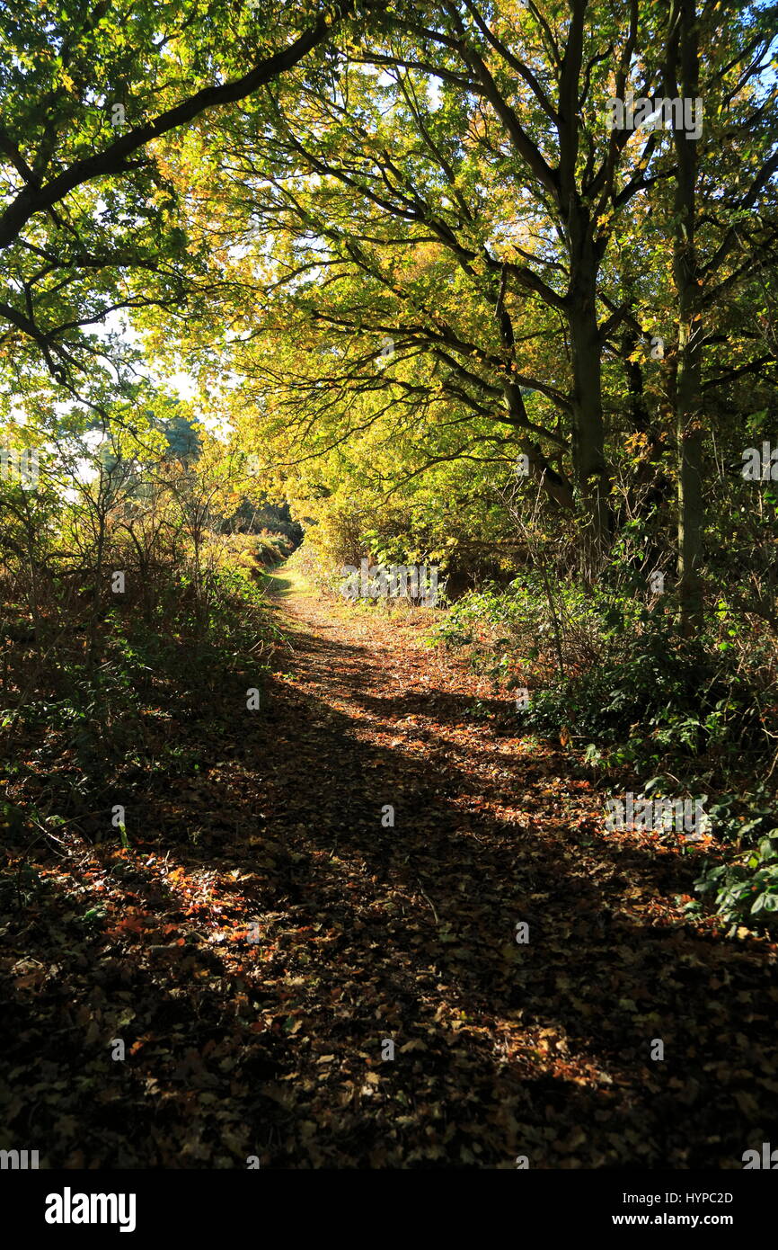 Footpath through autumn colours trees Sandlings heathland, Sutton ...