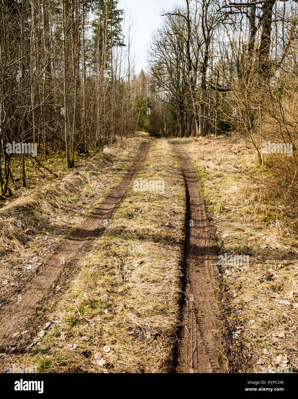 empty country road in spring forest with perspective and shadows Stock ...