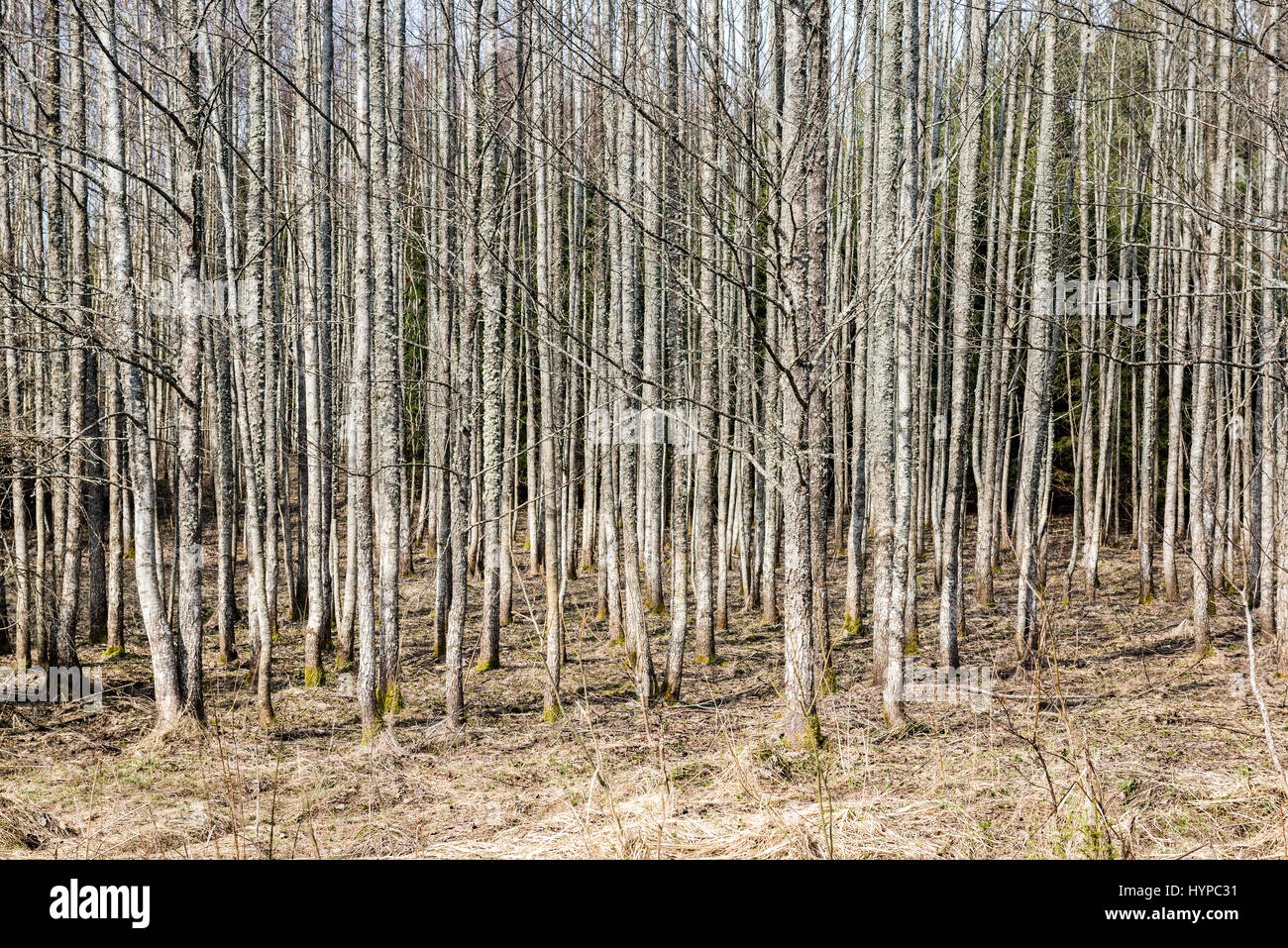 forest textured background of trees and land in early spring with ...