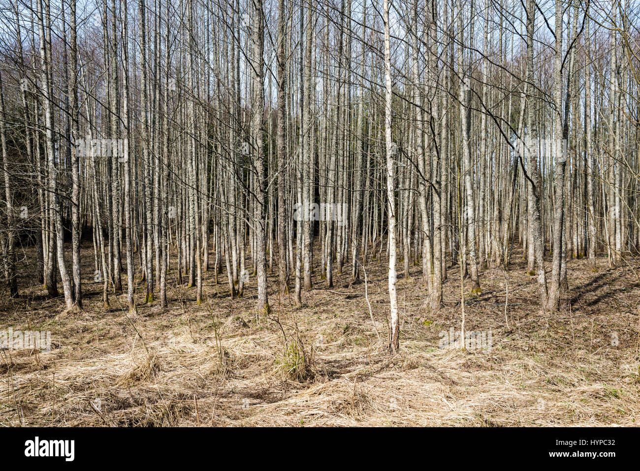 forest textured background of trees and land in early spring with ...