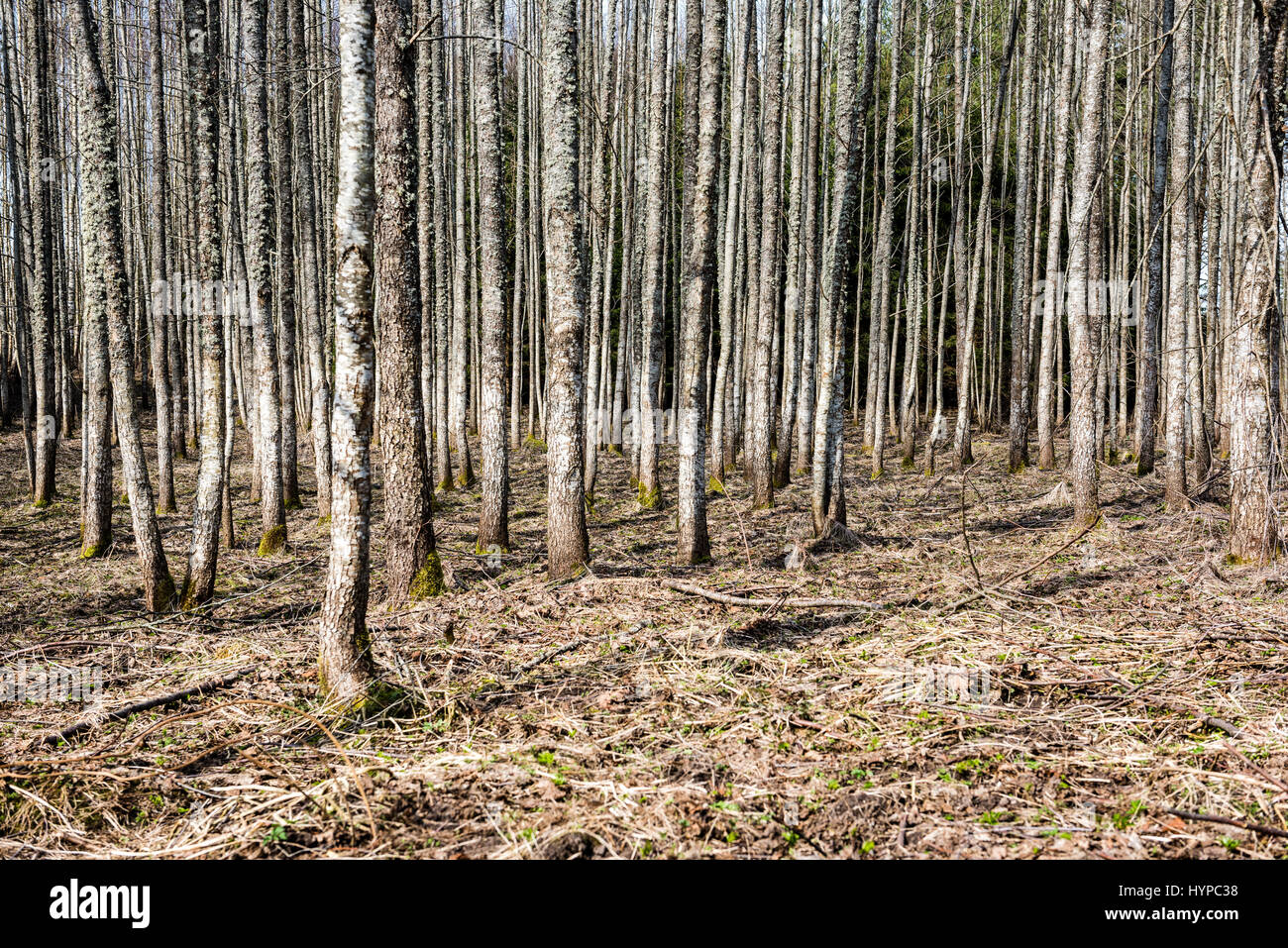 forest textured background of trees and land in early spring with ...
