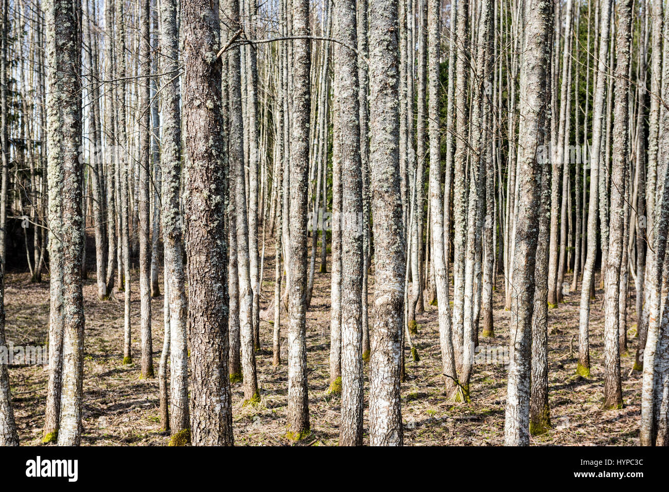 forest textured background of trees and land in early spring with ...