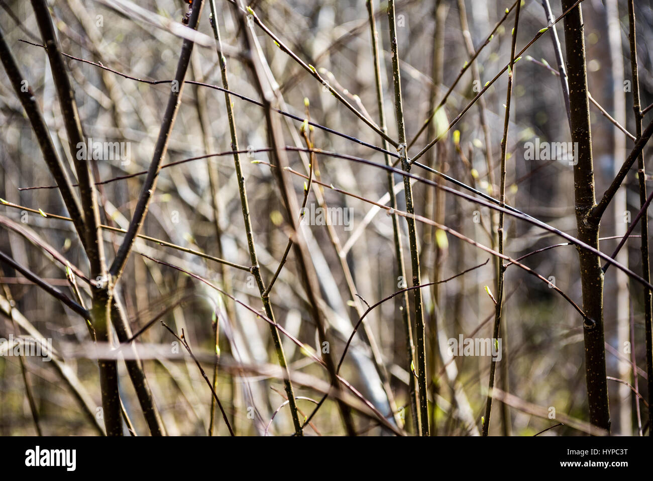 forest textured background of trees and land in early spring with ...