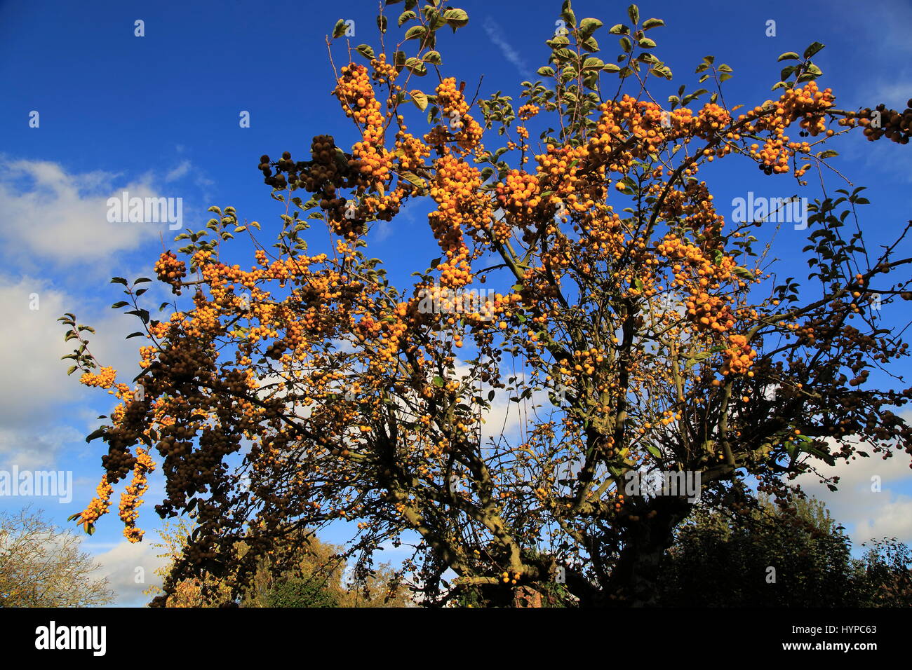 Yellow berries on ornamental crab apple tree set against blue sky ...