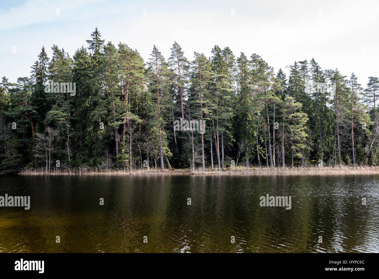abstract reflections of beautiful trees in the lake water at summer ...