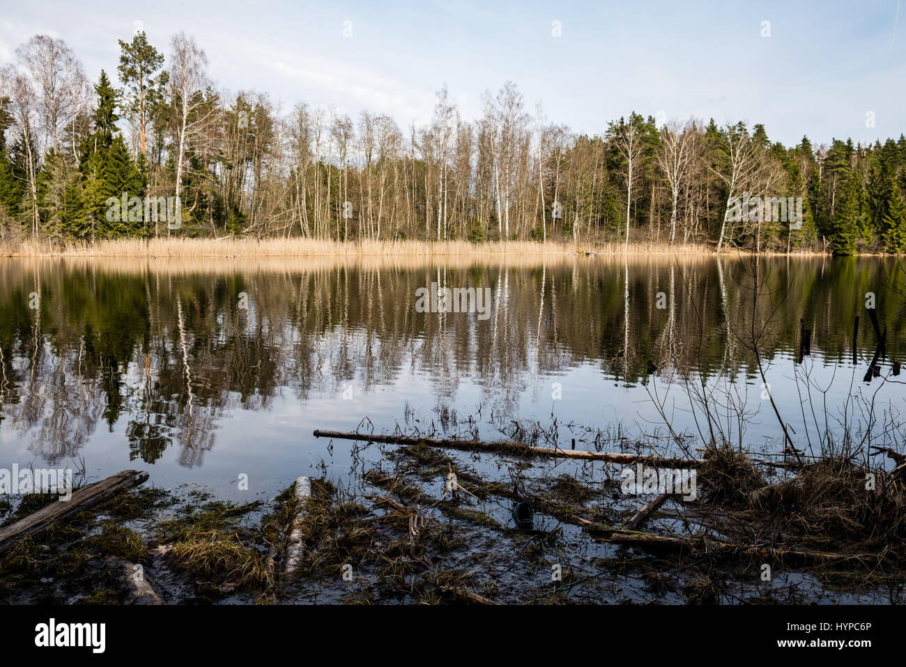 abstract reflections of beautiful trees in the lake water at summer ...