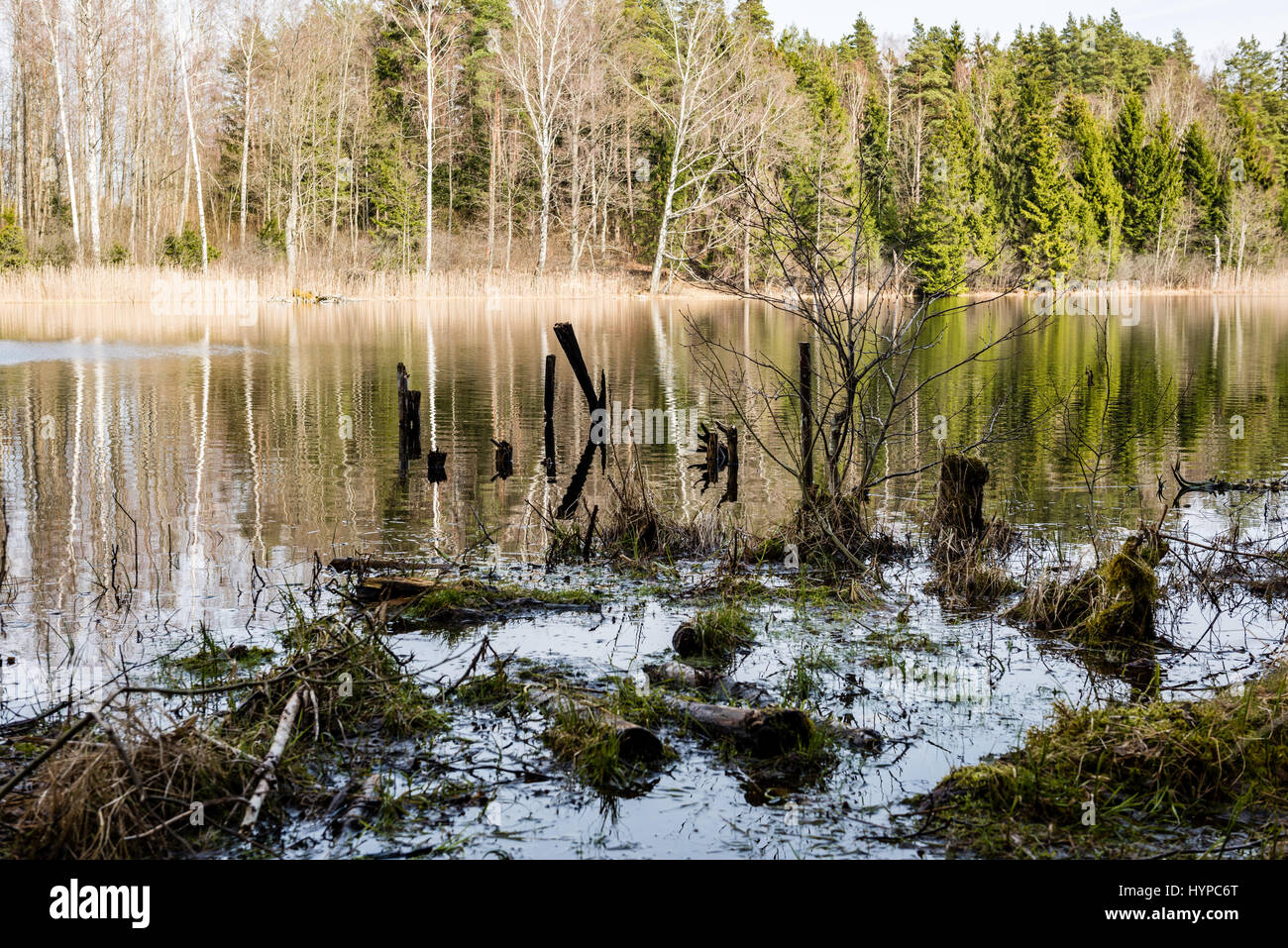 abstract reflections of beautiful trees in the lake water at summer ...