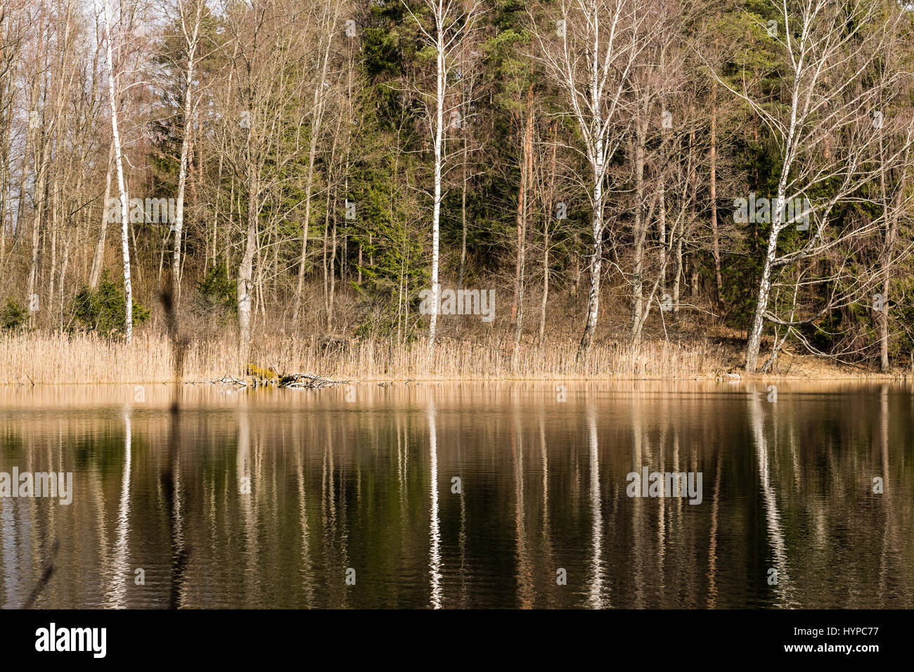 abstract reflections of beautiful trees in the lake water at summer ...