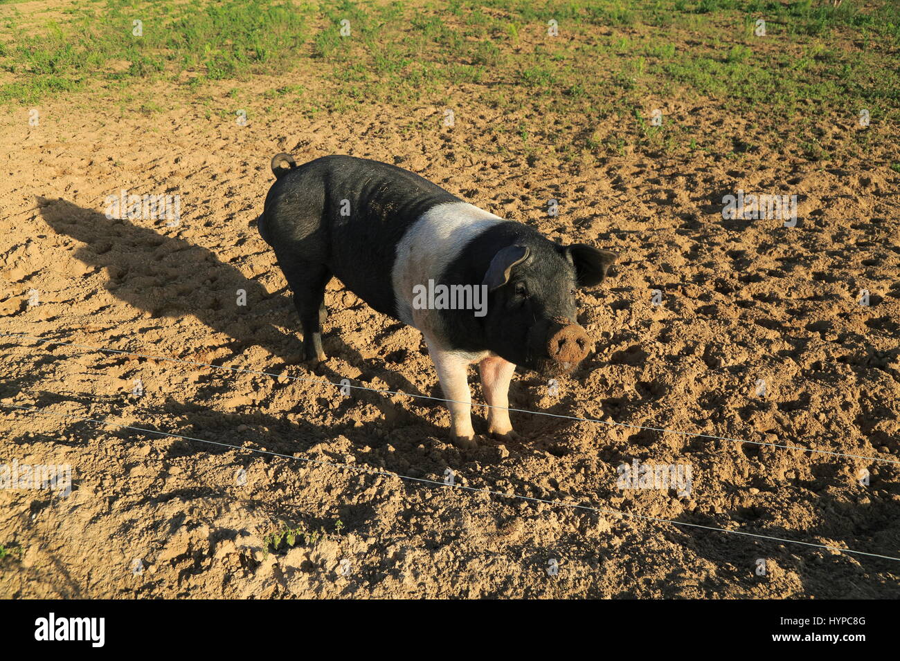 British saddleback pig hi-res stock photography and images - Alamy