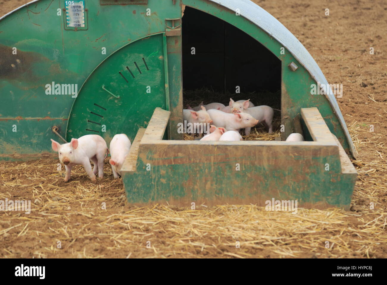 Pig sty hi-res stock photography and images - Alamy