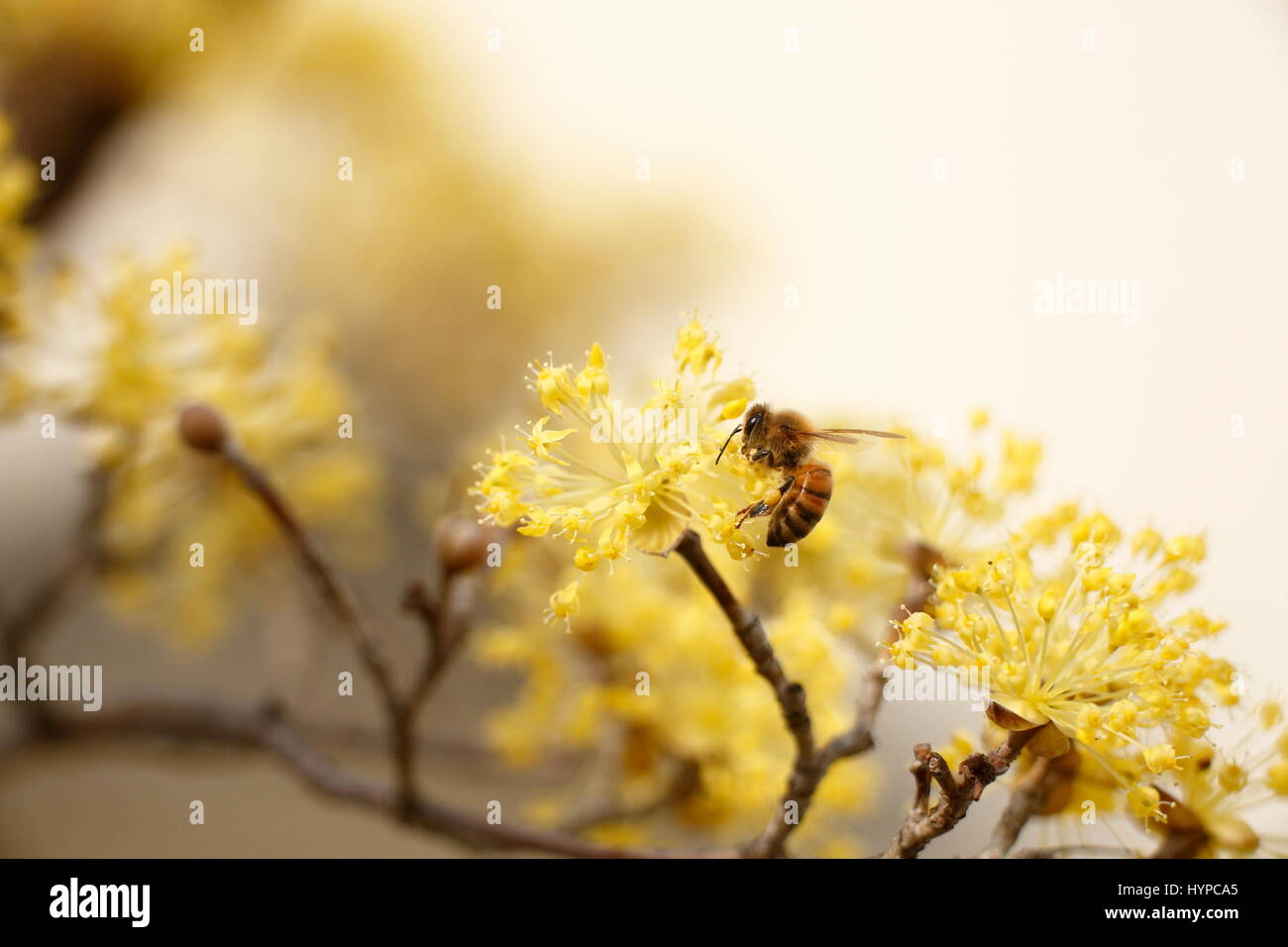 Corni flower hi-res stock photography and images - Alamy