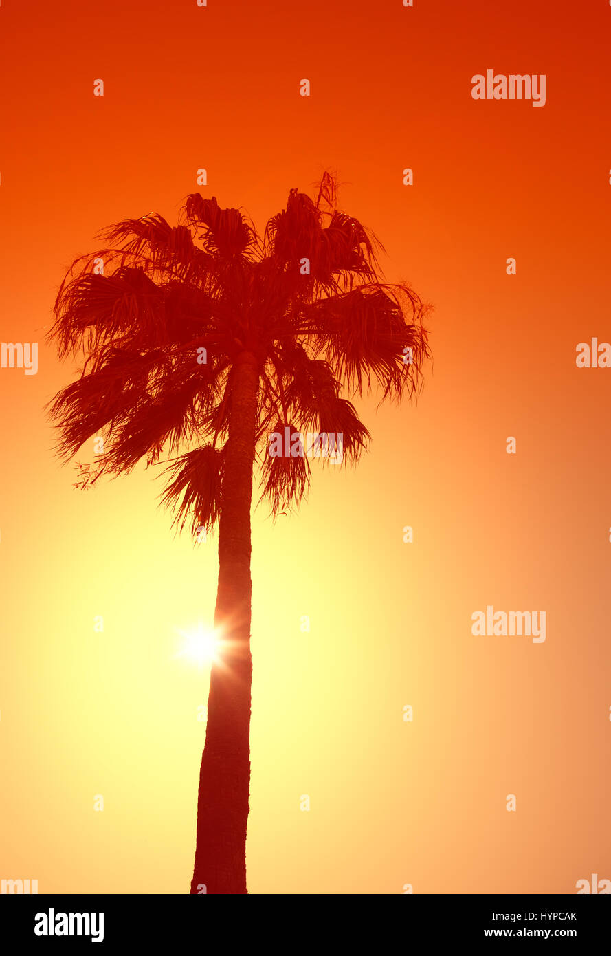 palm tree at sunset light Stock Photo - Alamy
