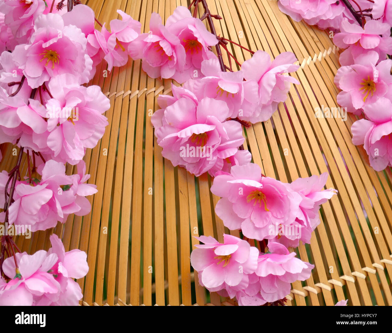 Pink blossom on bamboo, Vietnam Stock Photo - Alamy