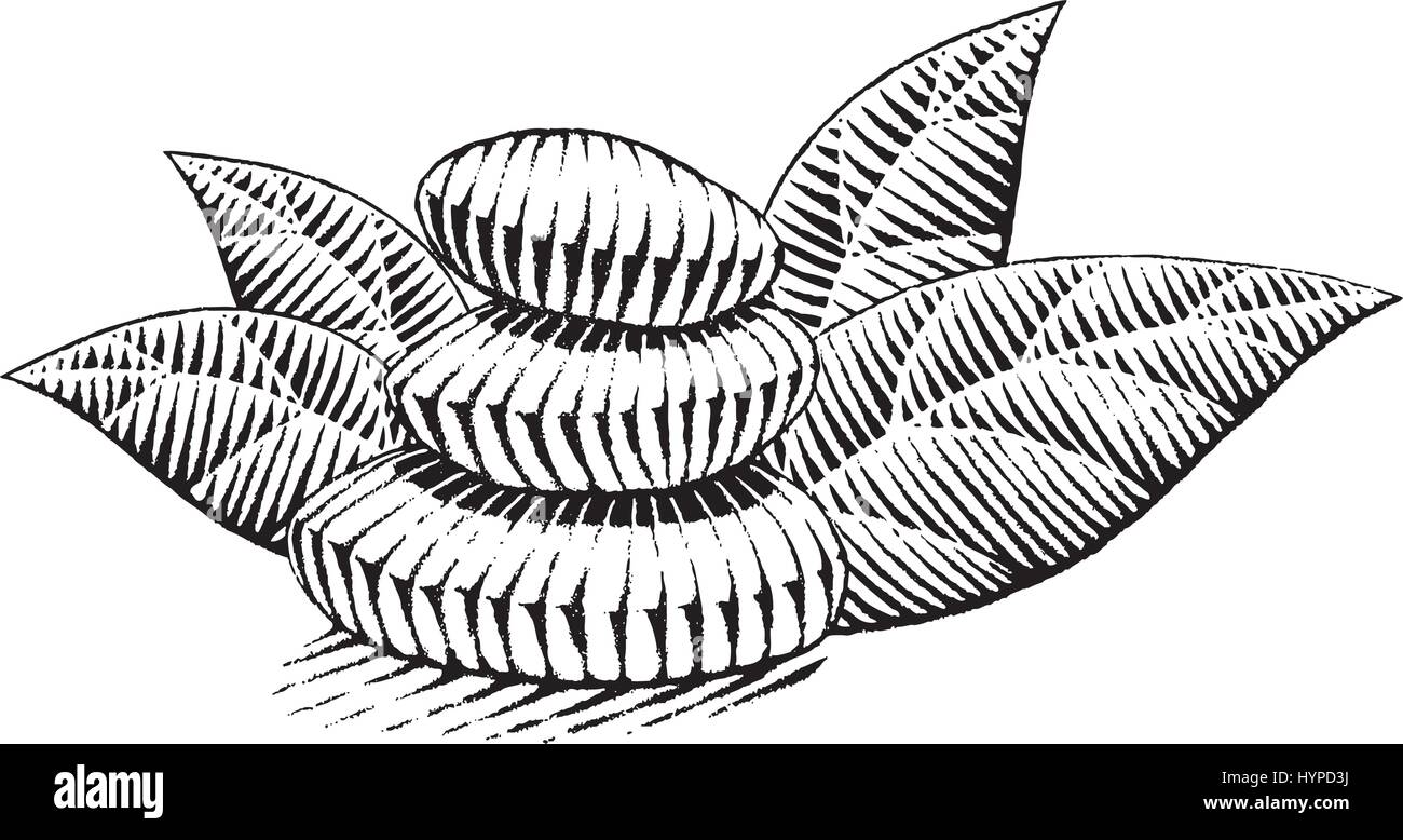 Vector Illustration of a Scratchboard Style Ink Drawing of Spa Stones ...