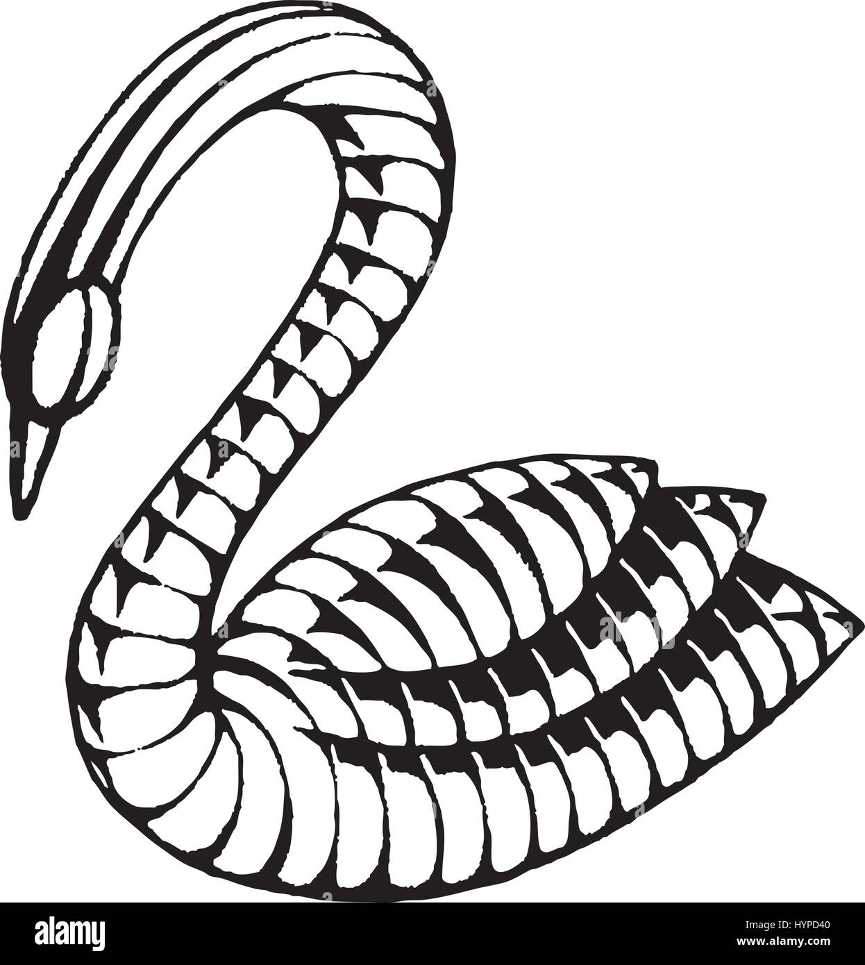 Swan head drawing Stock Vector Images - Alamy
