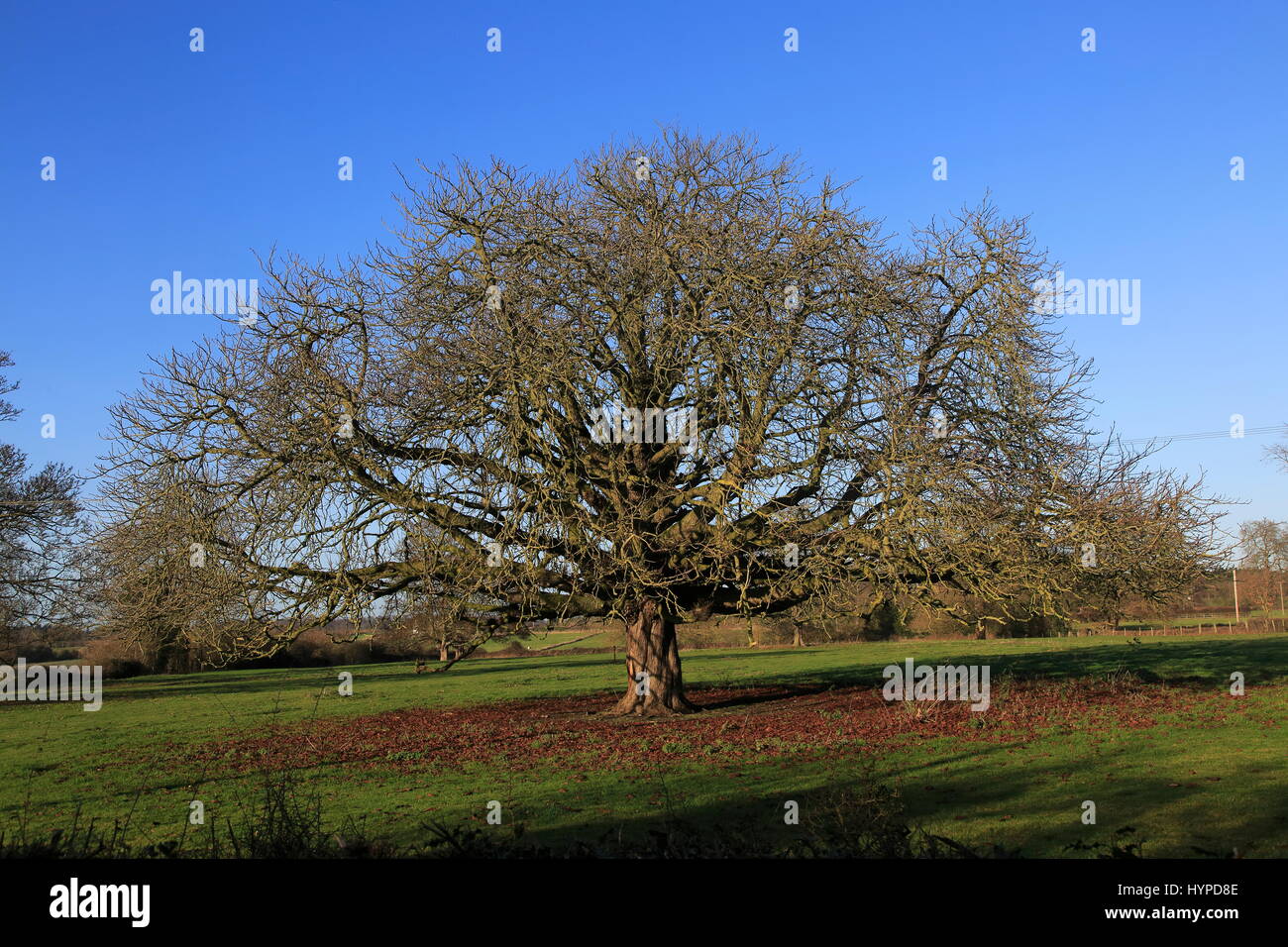 Spreading chestnut tree hi-res stock photography and images - Alamy
