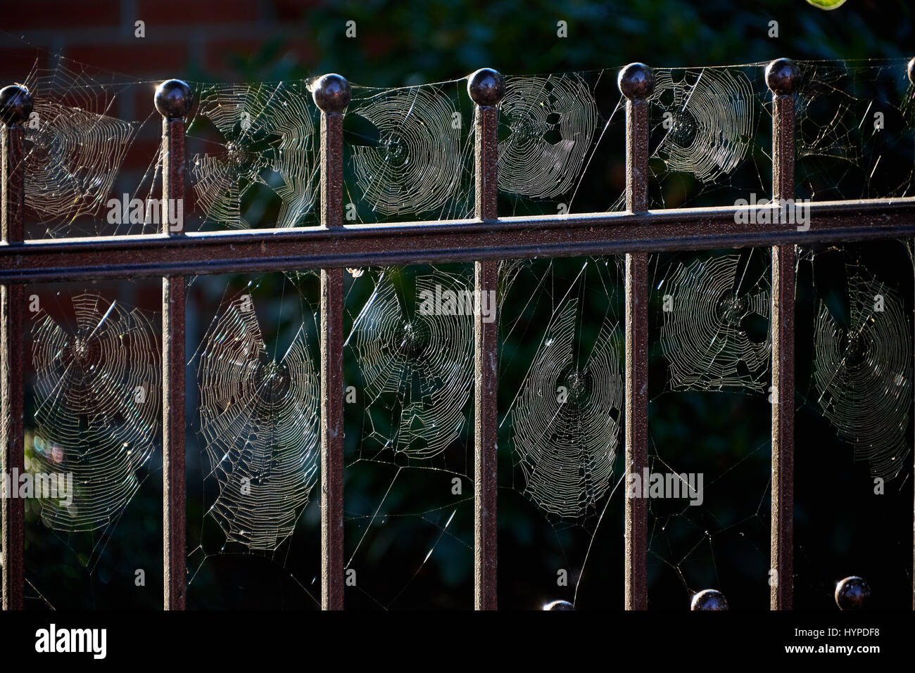 full of spider webs Stock Photo - Alamy