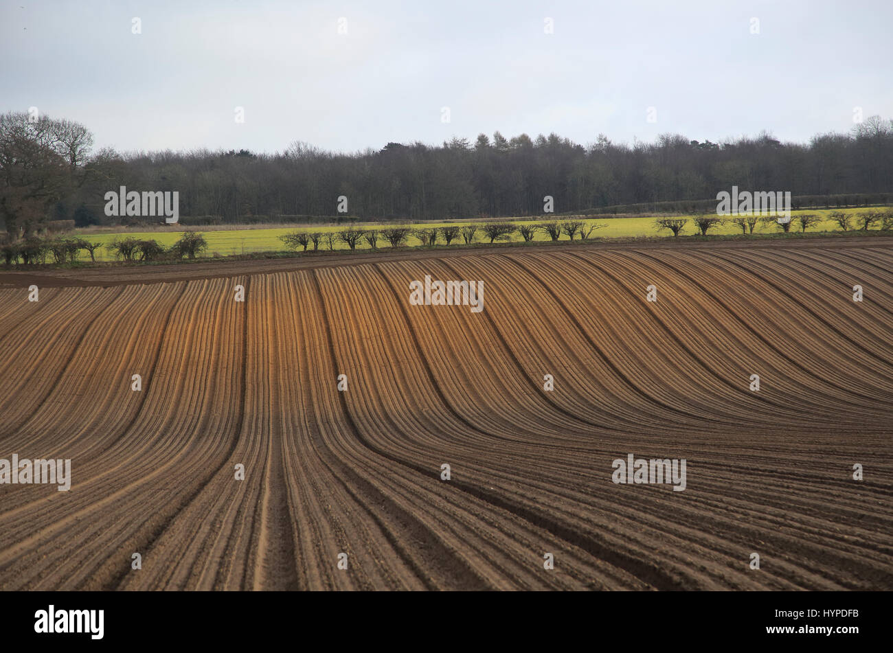 Lines of soil ridges prepared for potatoes, Suffolk, England, UK Stock ...