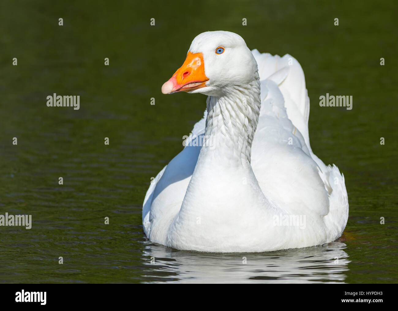 White Embden goose (Anser anser domesticus) floating on a lake in early ...