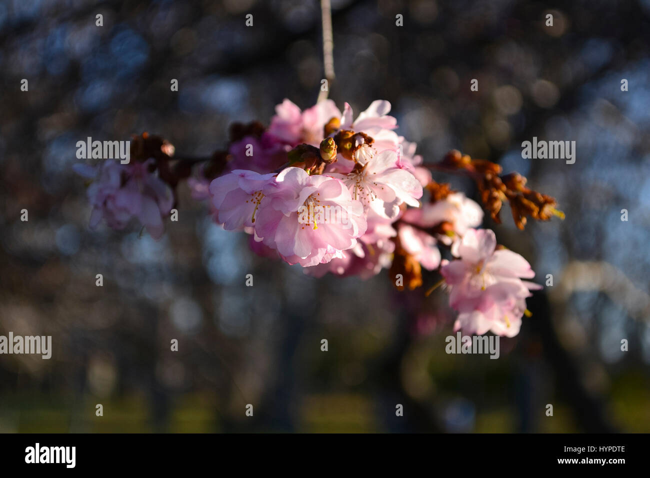 Earth cherry hi-res stock photography and images - Alamy