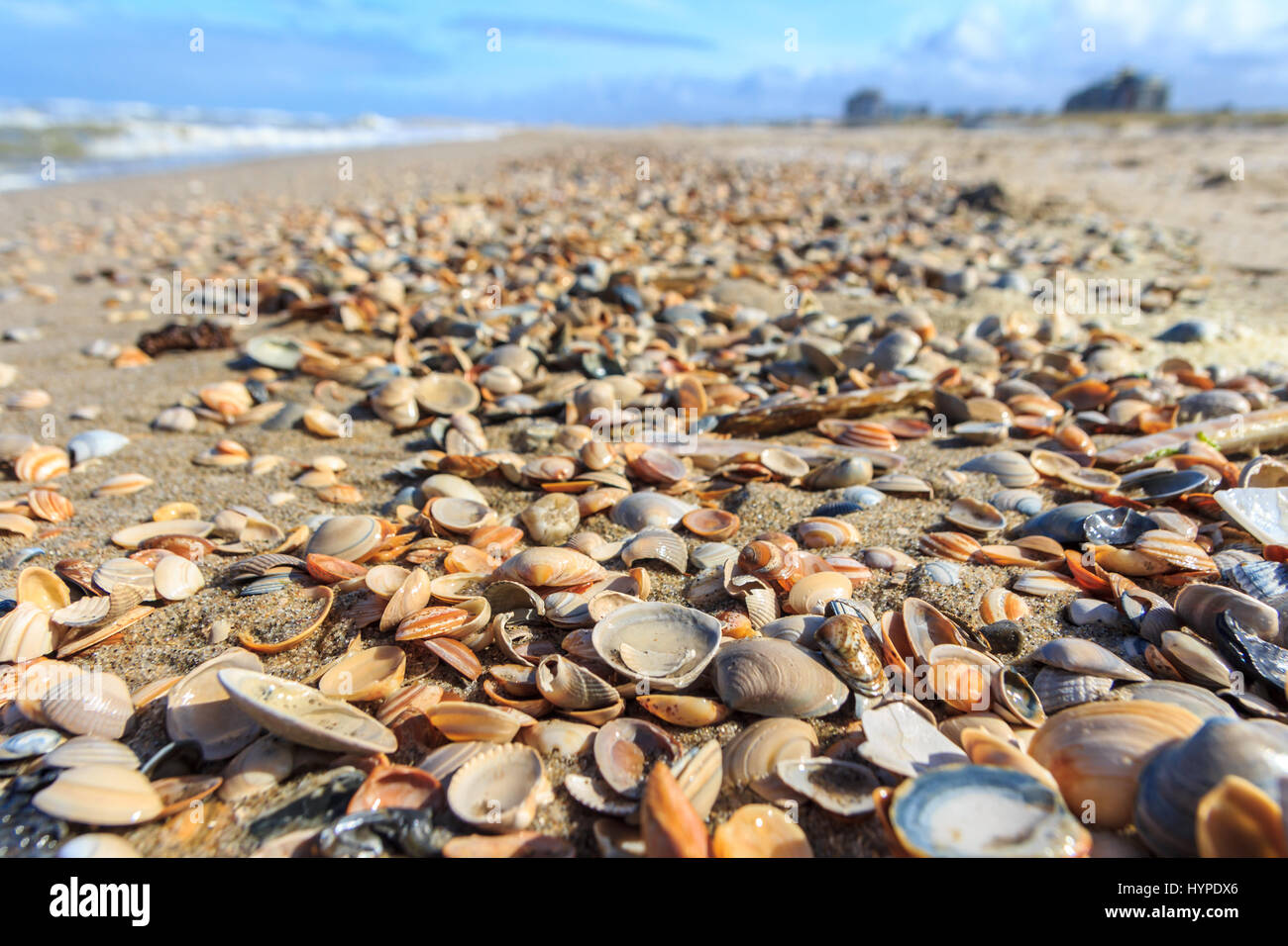 beautiful shell covered beach Stock Photo - Alamy