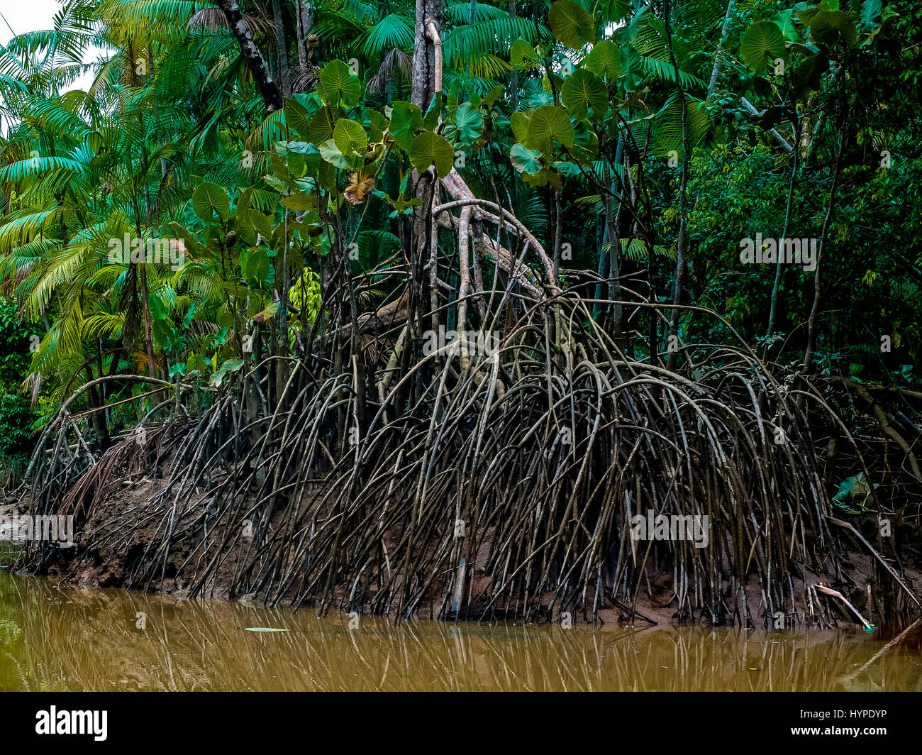 South America, Brazil, tree roots in the mangrove at low tide in the ...