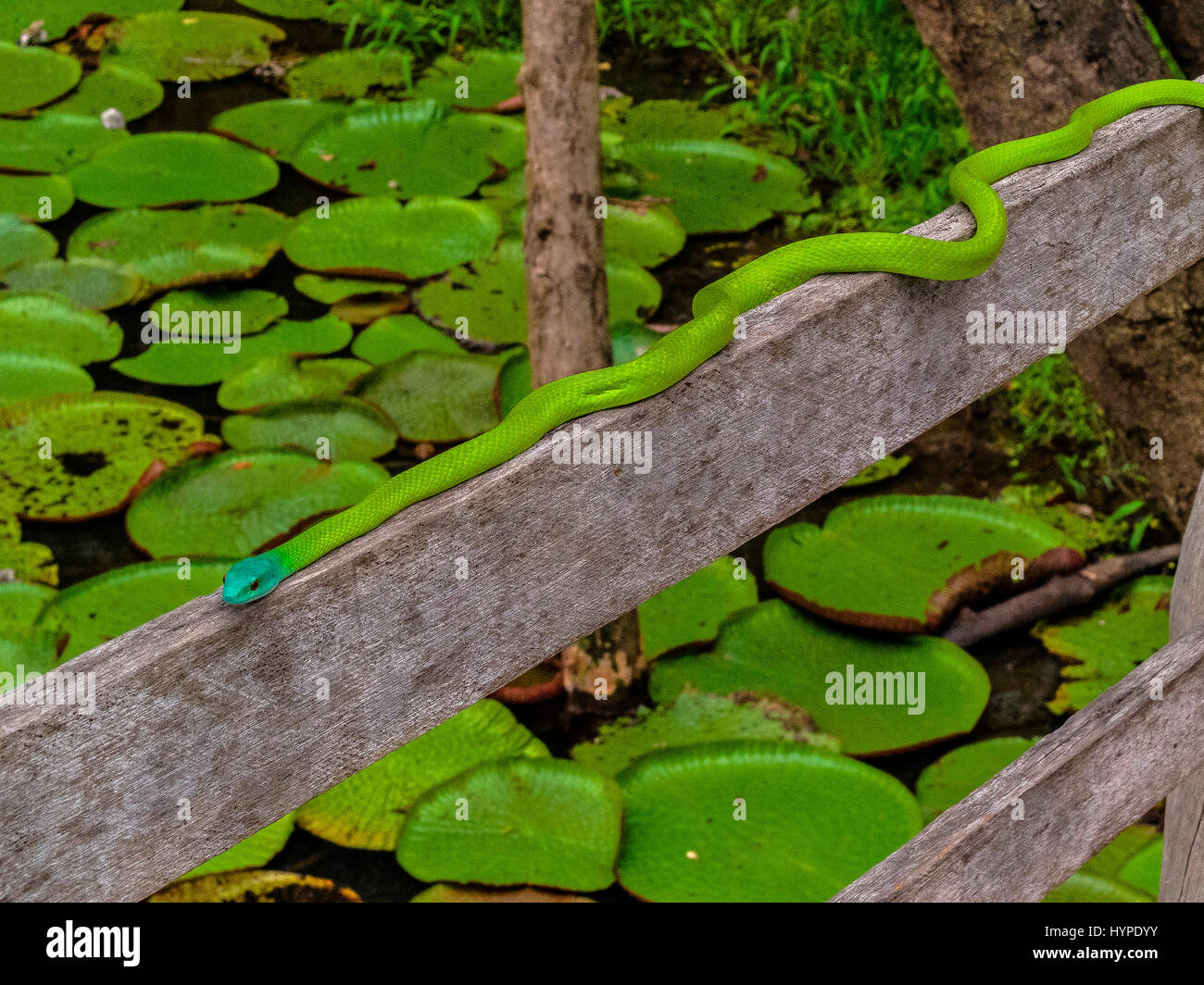 South America, Rio Negro river, green snake on a pier Stock Photo - Alamy