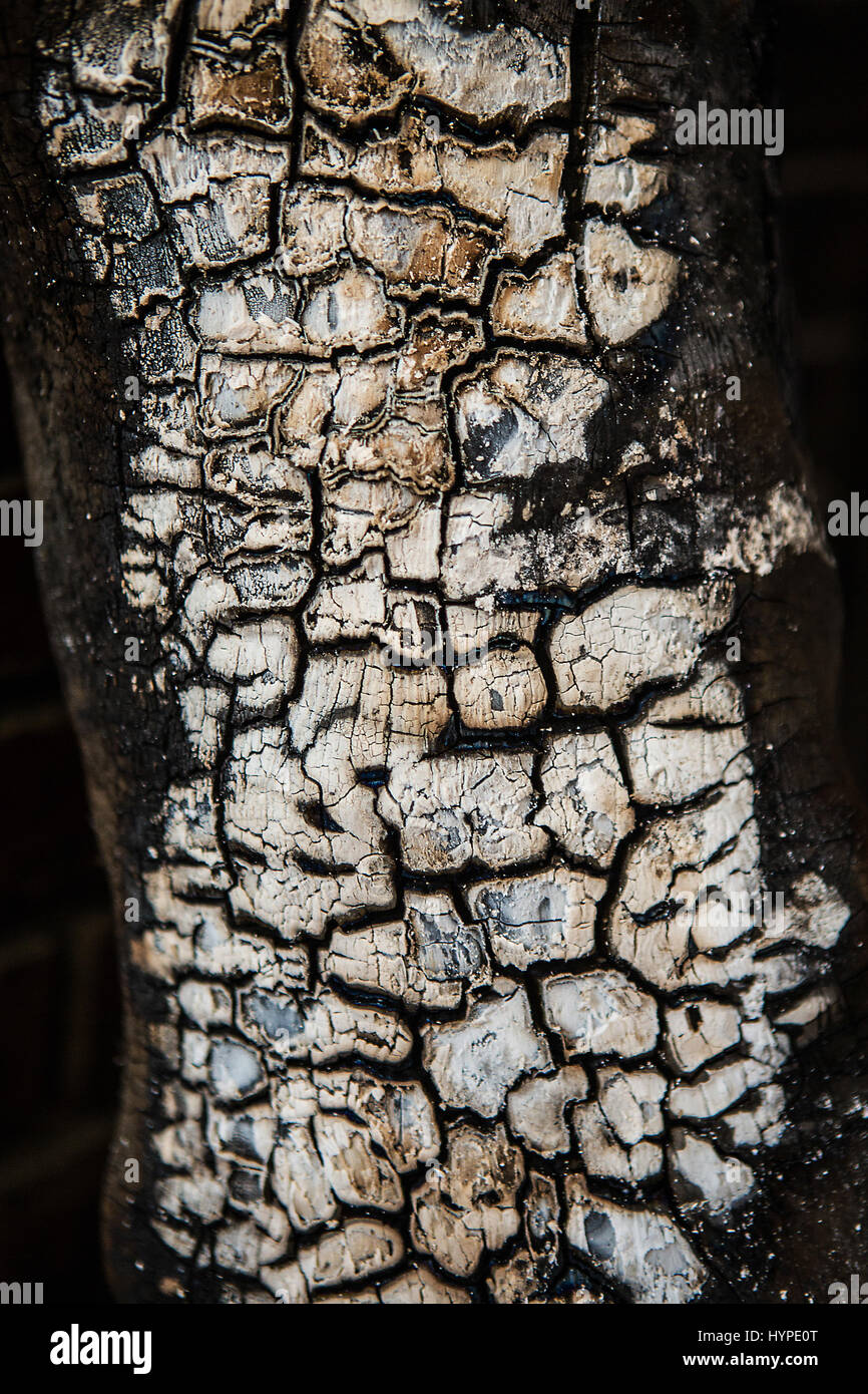 Wood log already burnt Stock Photo - Alamy
